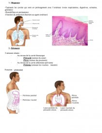 schéma des niveaux d'organisation du corps humain